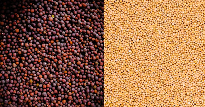 Mustard seeds uses & benefits, Rai or sarso which is best? – INDIANA ...